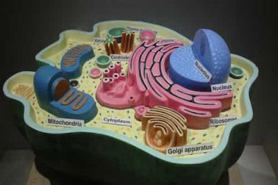 Living Cell: Parts, Structure and functions. A Tour of the Cell; Cells ...