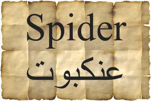 The Word Spider Mentioned In Quran | The Last Dialogue